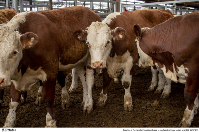 Prices firm for both cattle and lambs | Hamilton Spectator